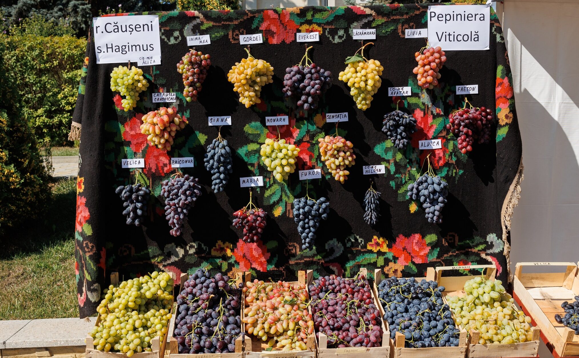 Moldova's European path will open more opportunities for winemakers, EU ...