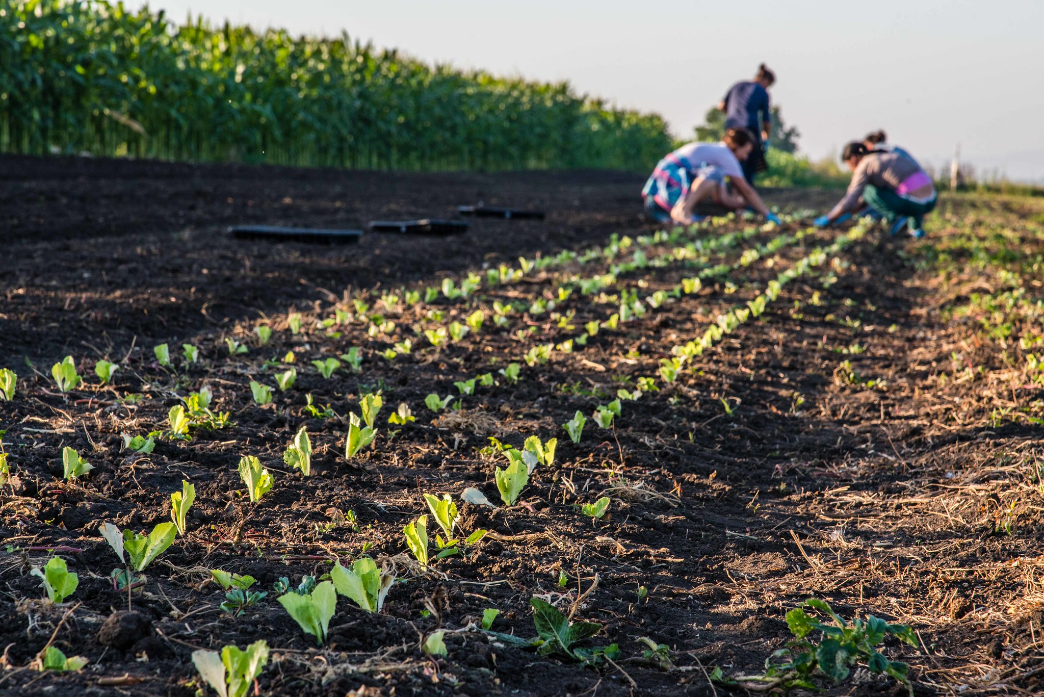 New €8.5 million initiative to drive sustainable agriculture in Moldova ...